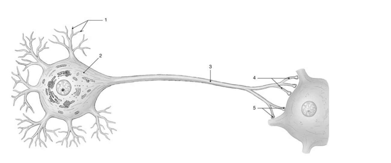 Solved The structures labeled "1" are dendrites. Their | Chegg.com