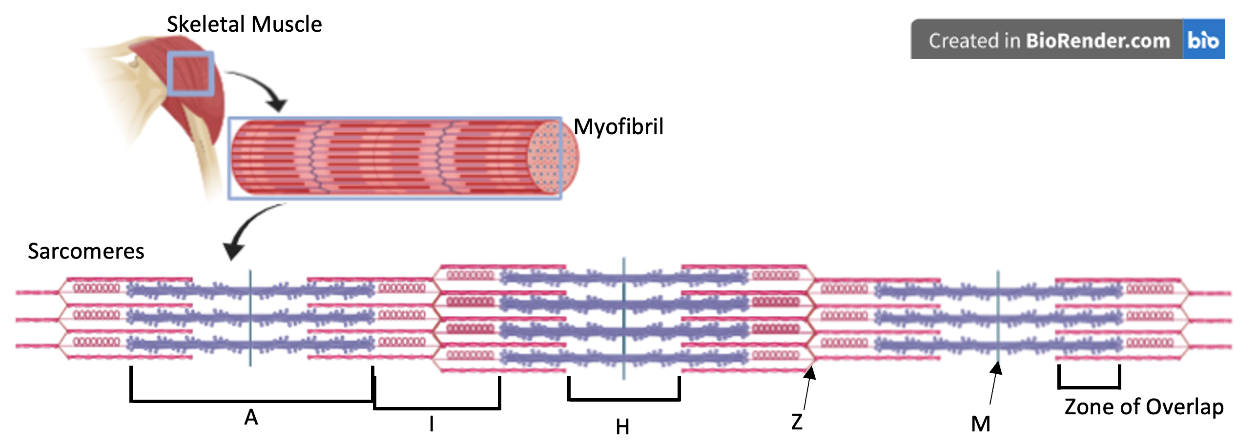 Muscle Contraction Skeletal Muscle Anatomy Chegg
