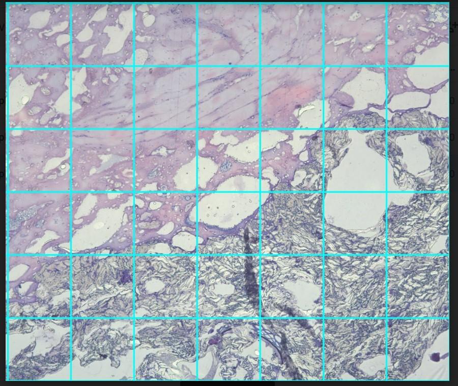 Solved Classify the tissues under each intersection of lines | Chegg.com