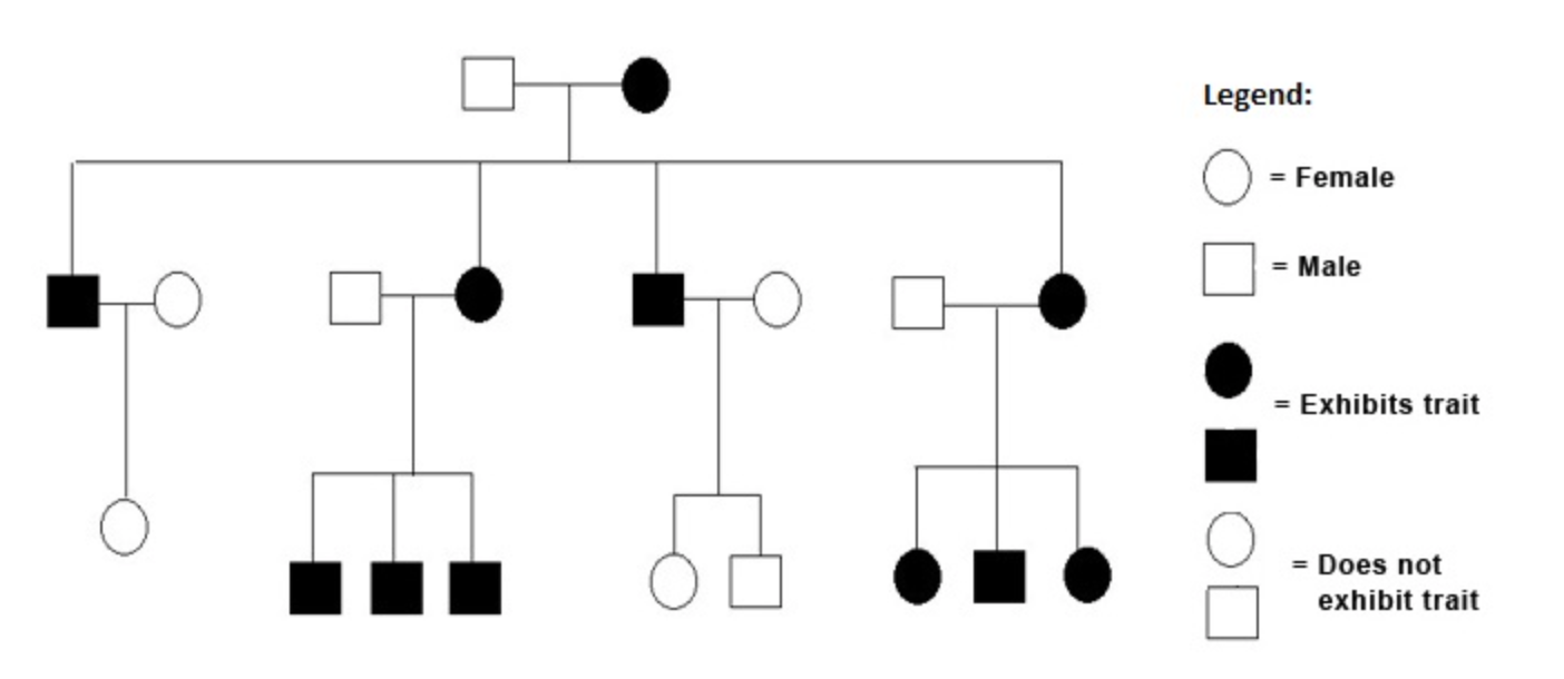 Solved The pedigree in the figure shows the transmission of | Chegg.com