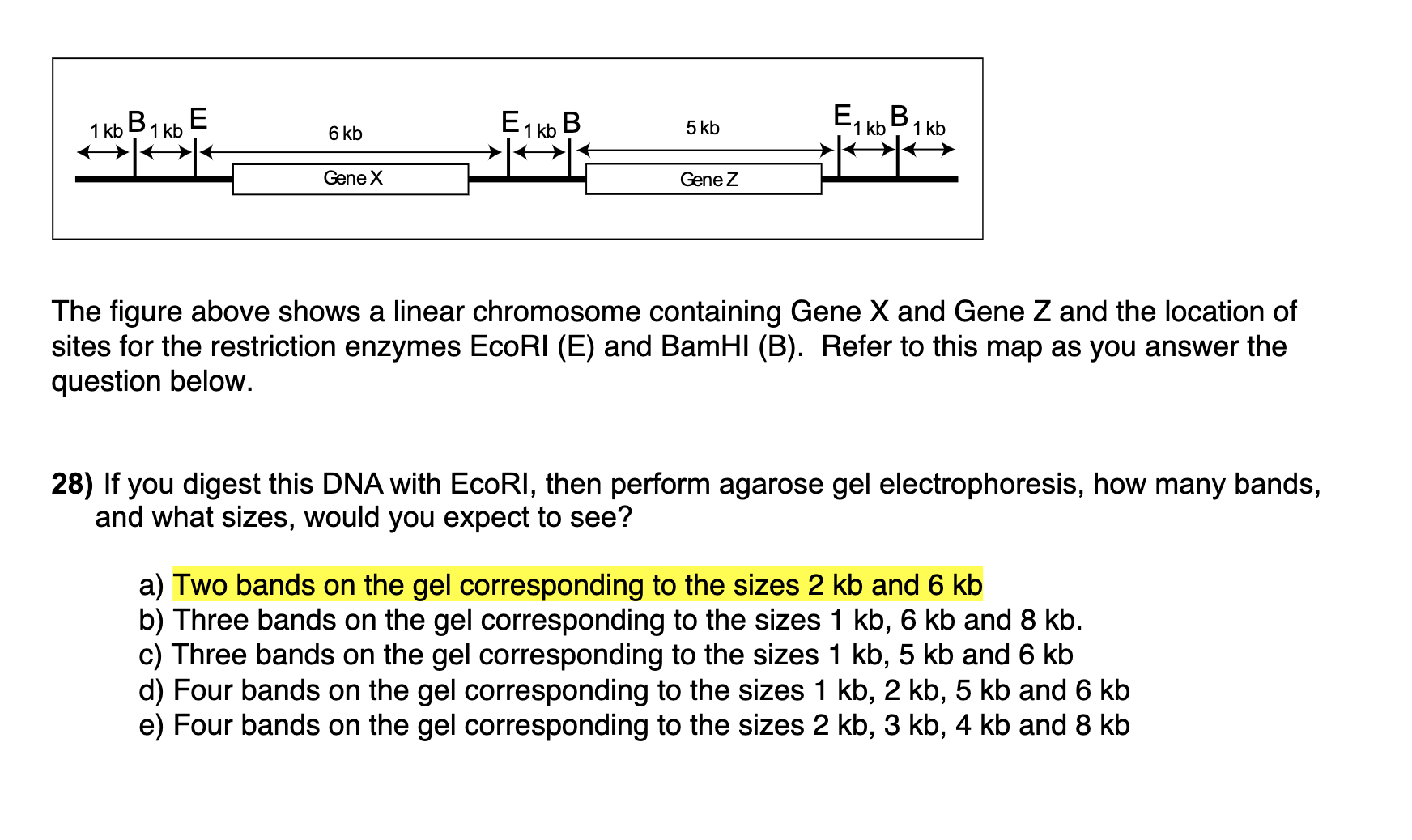 Solved The figure above shows a linear chromosome containing | Chegg.com