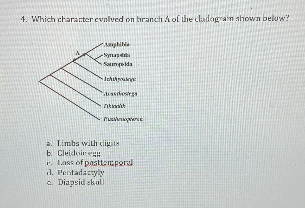 Solved 4. Which character evolved on branch A of the | Chegg.com
