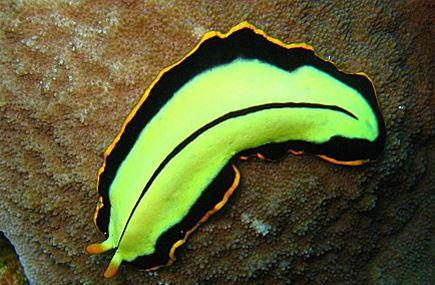 Solved Turbellarians are a class of flatworms. One example | Chegg.com