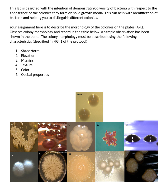 Colony Morphology Of Bacteria
