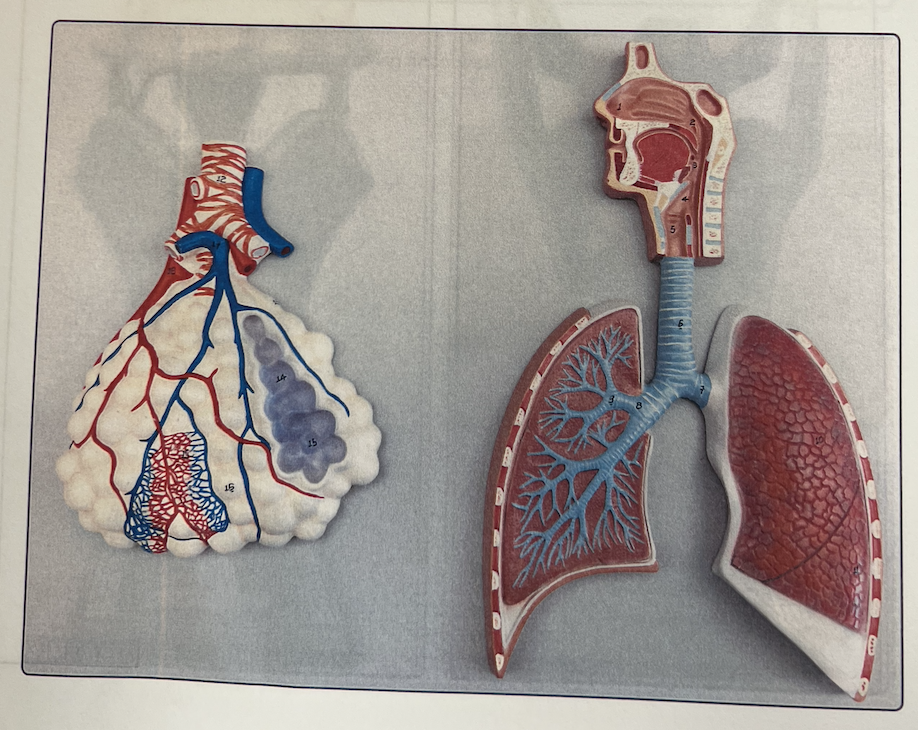 Activity 3: Respiratory system plaque Instructions: | Chegg.com