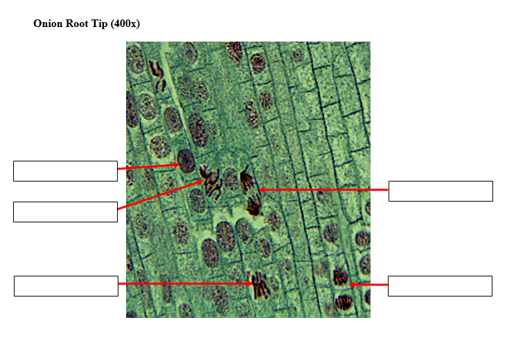 Solved Cell Division Worksheet #1 Microscope Images (Type in | Chegg.com