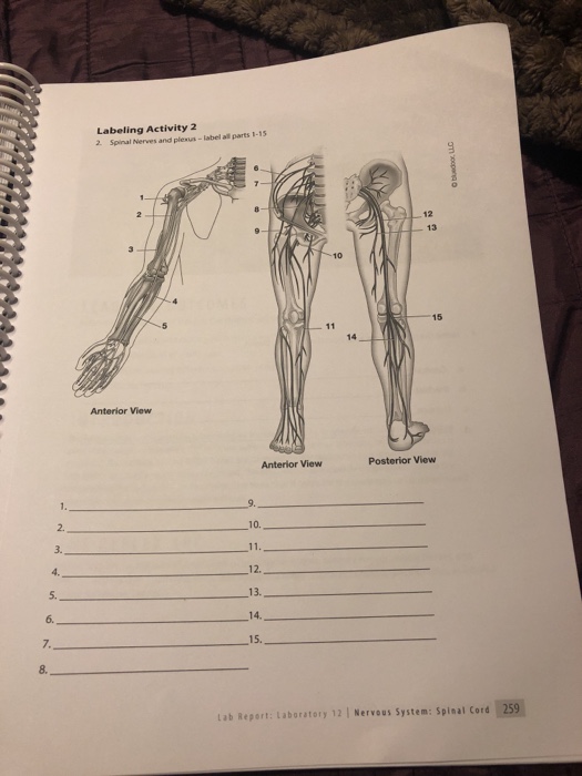 Solved Labeling Activity 2 2 Spinal Nerves and plexus-label | Chegg.com