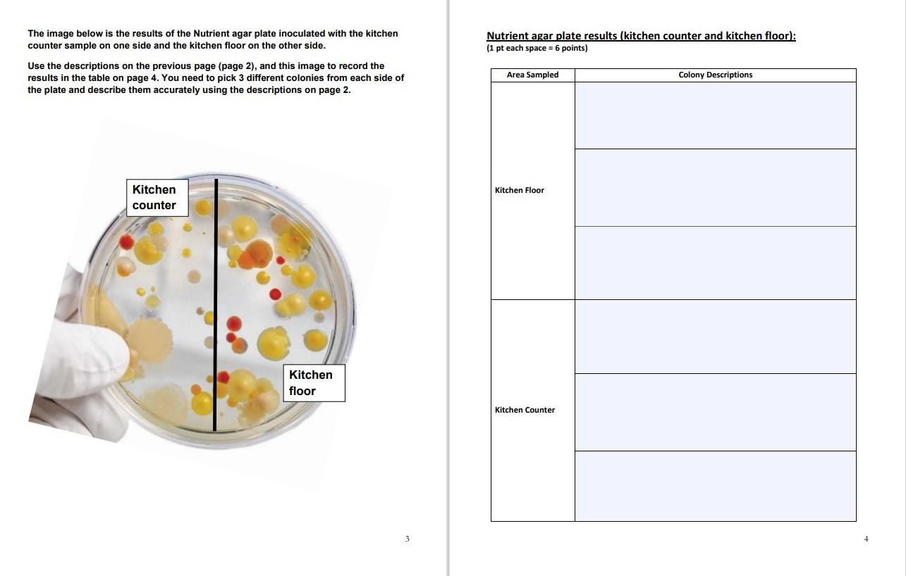 Solved Nutrient agar plate results (kitchen counter and | Chegg.com