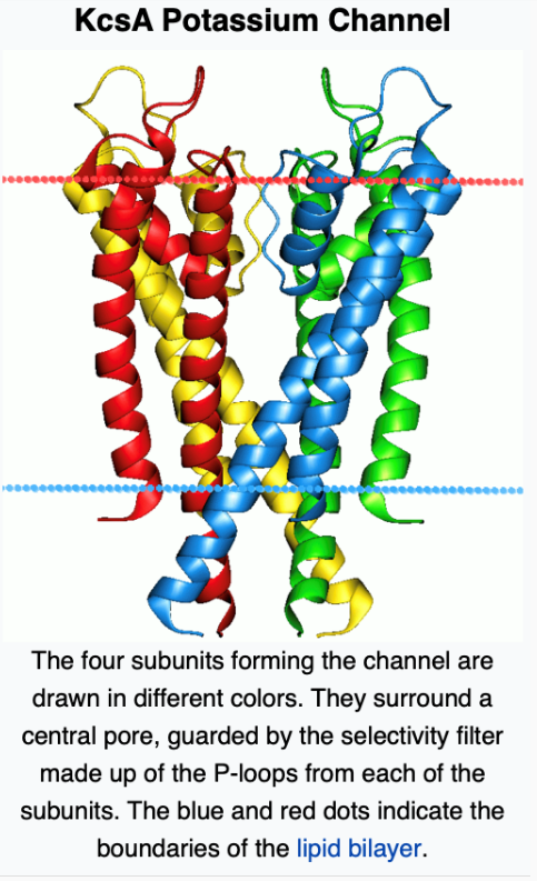 Solved This is a side-on view of the KcsA potassium channel | Chegg.com