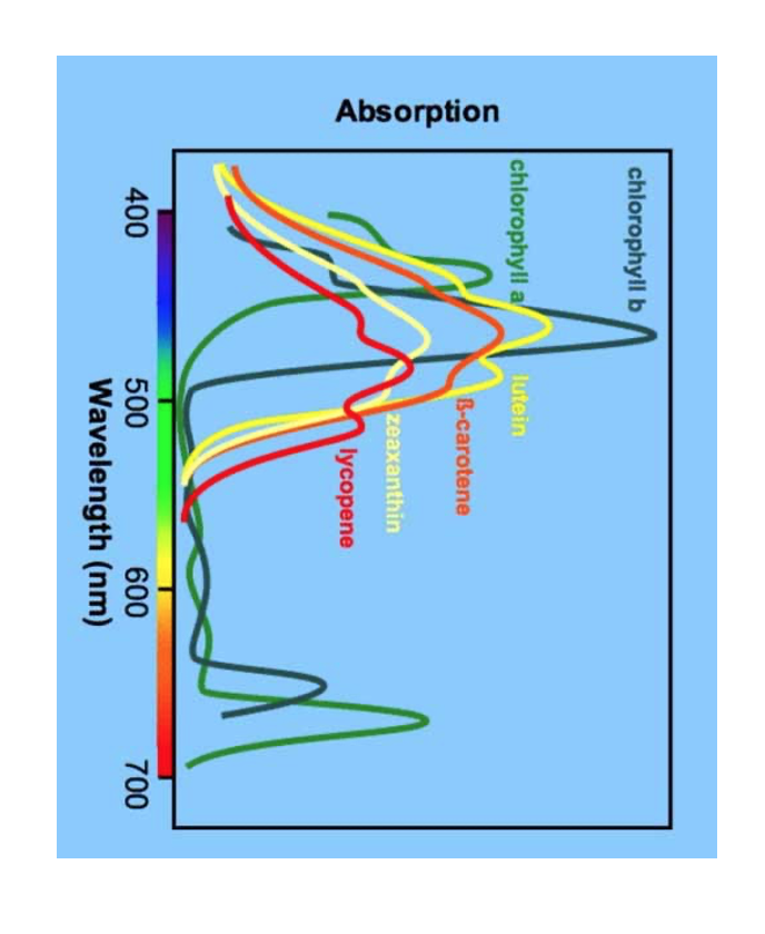 Solved The experiment extracted carotenoids from tomato | Chegg.com