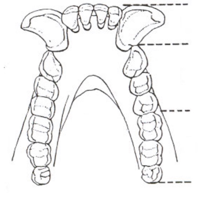 Solved 1. What is the dental formula of mandible A below: | Chegg.com