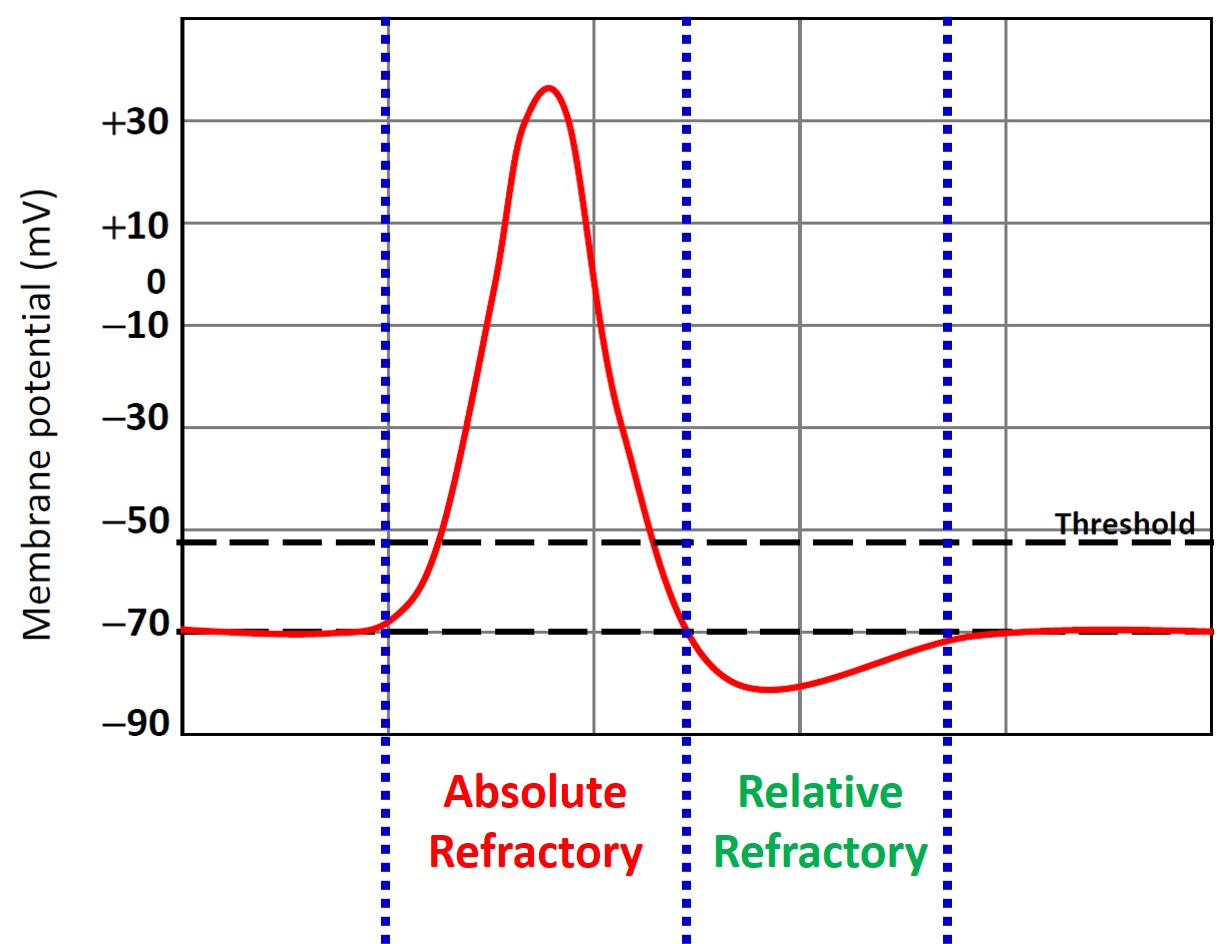 Action Potential Graph Refractory Period