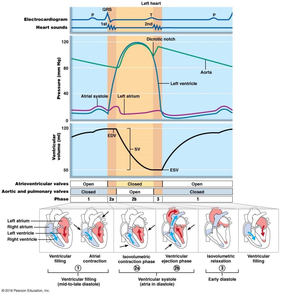 Solved The events of one cardiac cycle are outlined below. | Chegg.com