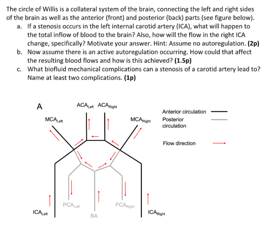 Solved The circle of Willis is a collateral system of the | Chegg.com