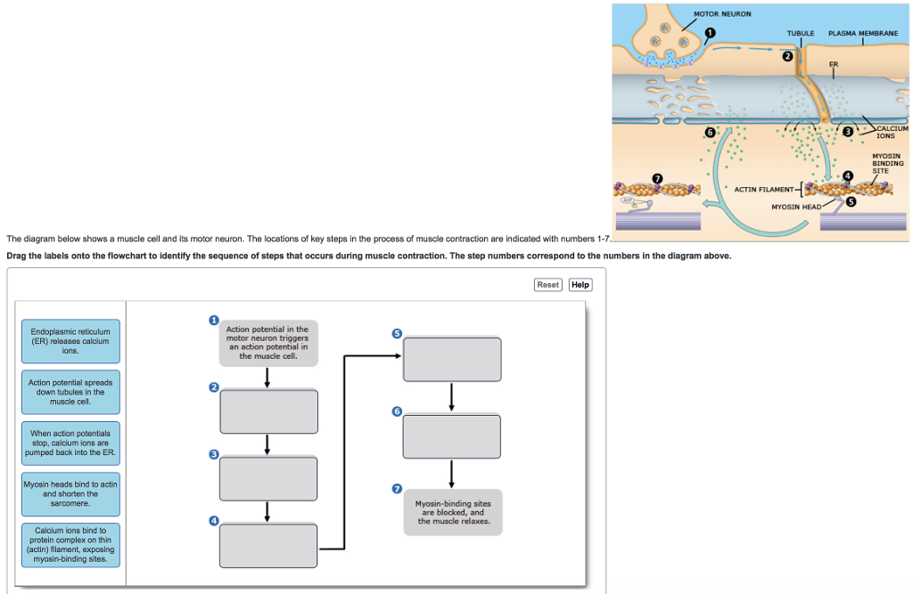 Solved MOTOR NEURON TUBULE PLASMA MEMBRANE ER IONS MYOSIN | Chegg.com