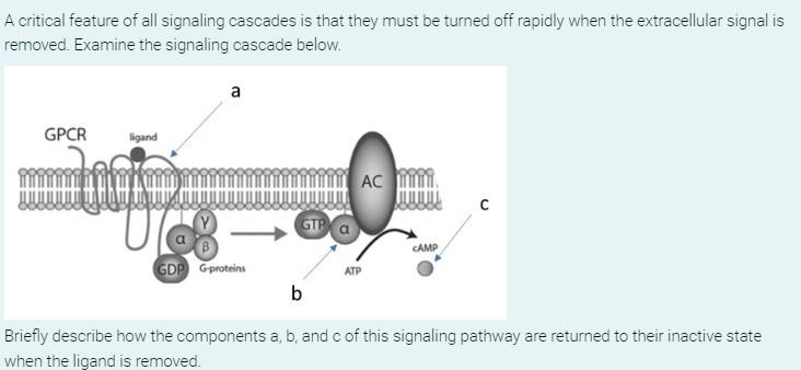Solved A critical feature of all signaling cascades is that | Chegg.com