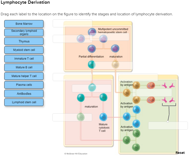 Solved Lymphocyte Derivation Drag each label to the location | Chegg.com