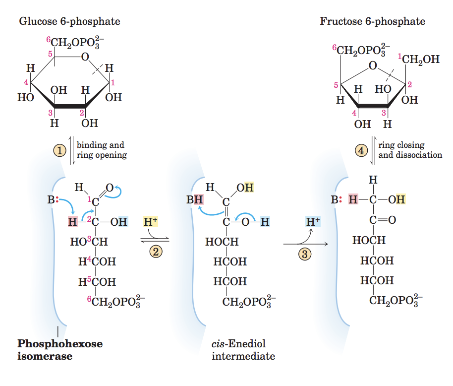 Solved The image below depicts the phosphohexose isomerase | Chegg.com