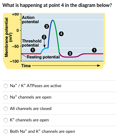 Solved What is happening at point 4 in the diagram below? | Chegg.com
