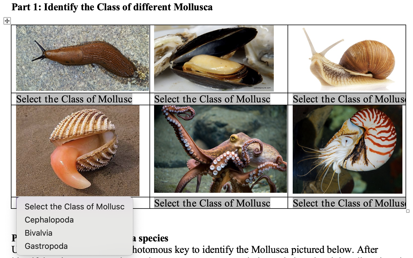 Solved Part 1: Identify the Class of different Mollusca | Chegg.com