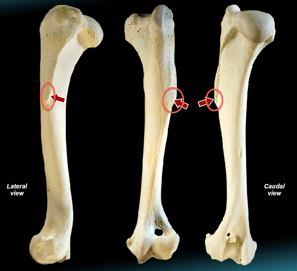 Humerus Deltoid Tuberosity