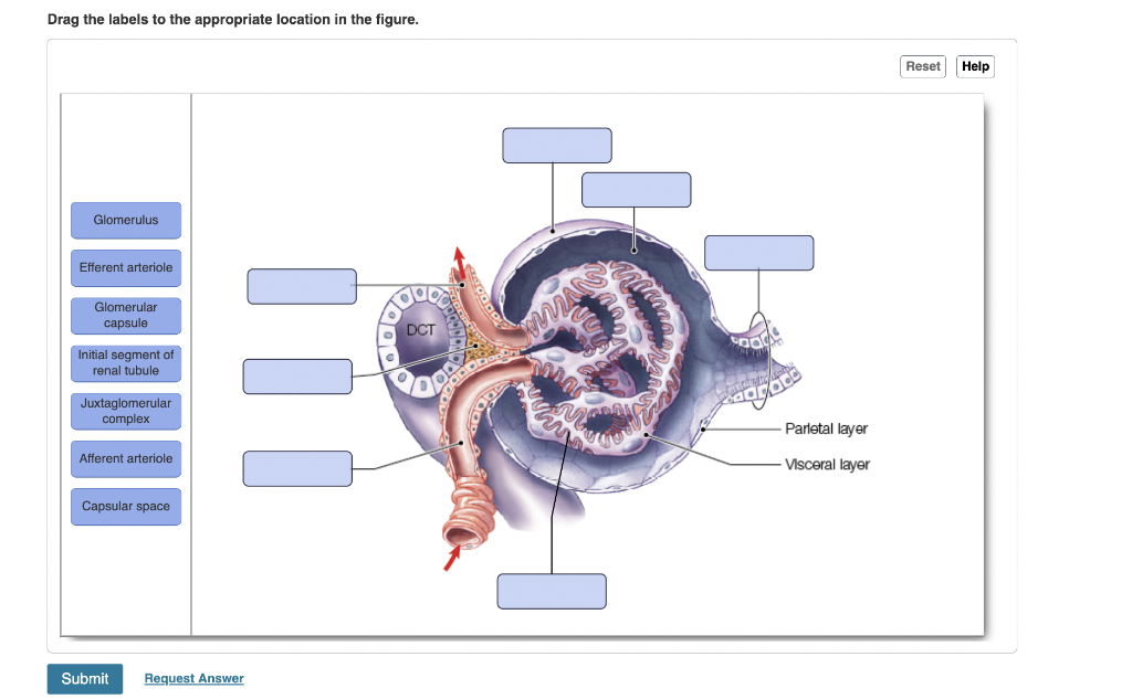 Solved Drag the labels to the appropriate location in the | Chegg.com