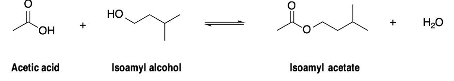 Solved Using sulfuric acid as a catalyst During the | Chegg.com
