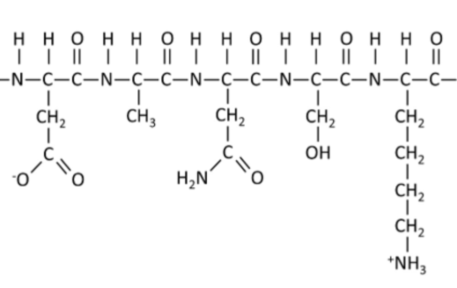 Solved Examine the polypeptide shown below. Think about this | Chegg.com