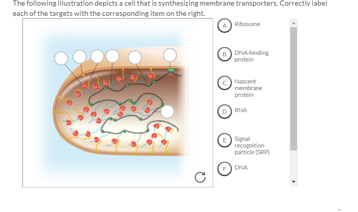 Solved The following illustration depicts a cell that is | Chegg.com
