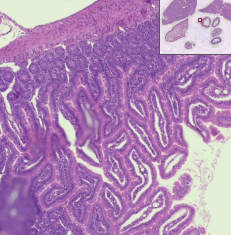 Solved Images of H&E and MT stained sections. May I have | Chegg.com