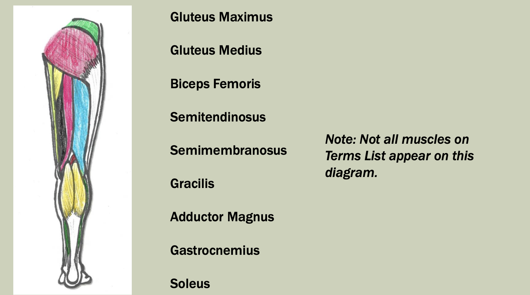 Solved Gluteus Maximus Gluteus Medius Biceps Femoris | Chegg.com