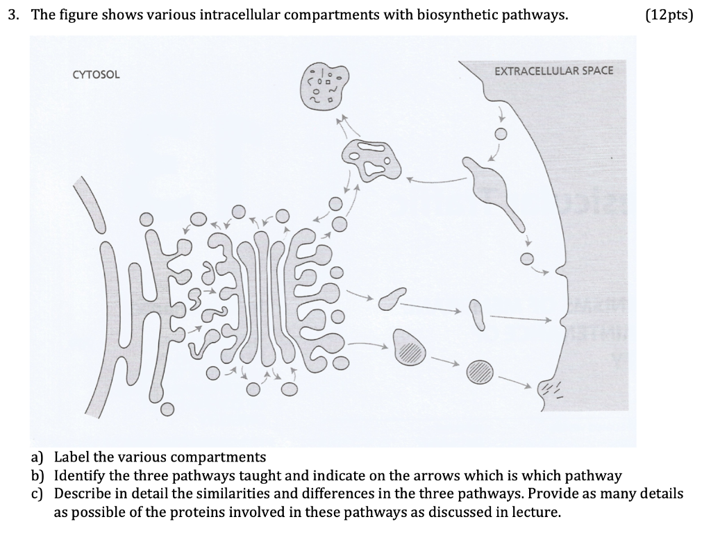 Solved 3. The figure shows various intracellular | Chegg.com