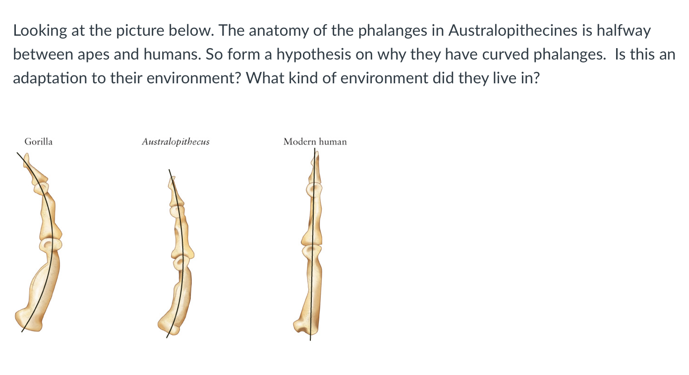 Solved Looking at the picture below. The anatomy of the | Chegg.com