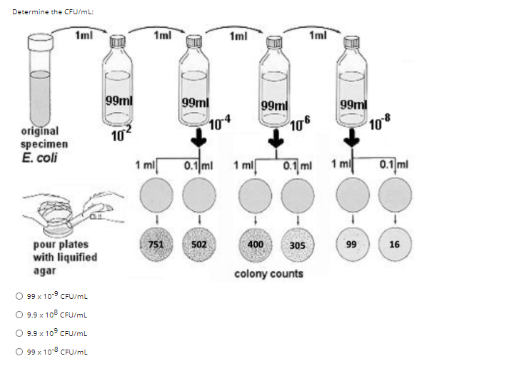 Solved Determine the CFU/mL: 1ml 1ml 1ml 1ml 99ml 99ml 99ml | Chegg.com
