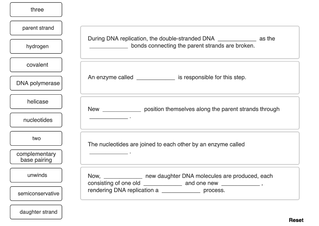 Solved three parent strand as the During DNA replication, | Chegg.com