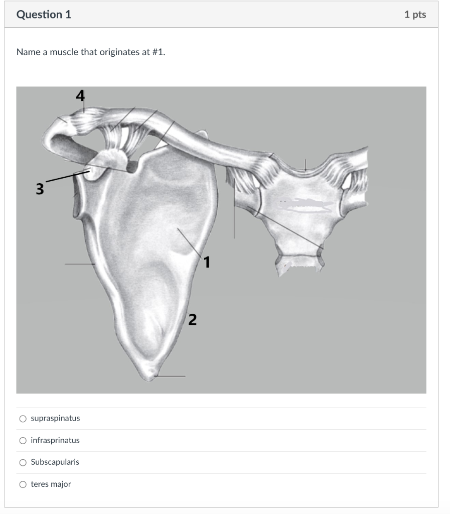 Solved Name a muscle that originates at \#1. supraspinatus | Chegg.com