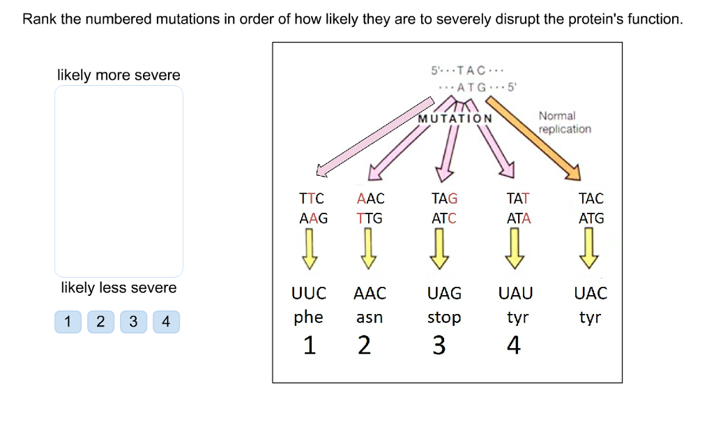 Solved Rank The Numbered Mutations In Order Of How Likely