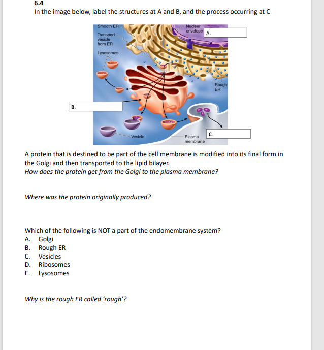 Solved 6.4 In the image below, label the structures at A and | Chegg.com