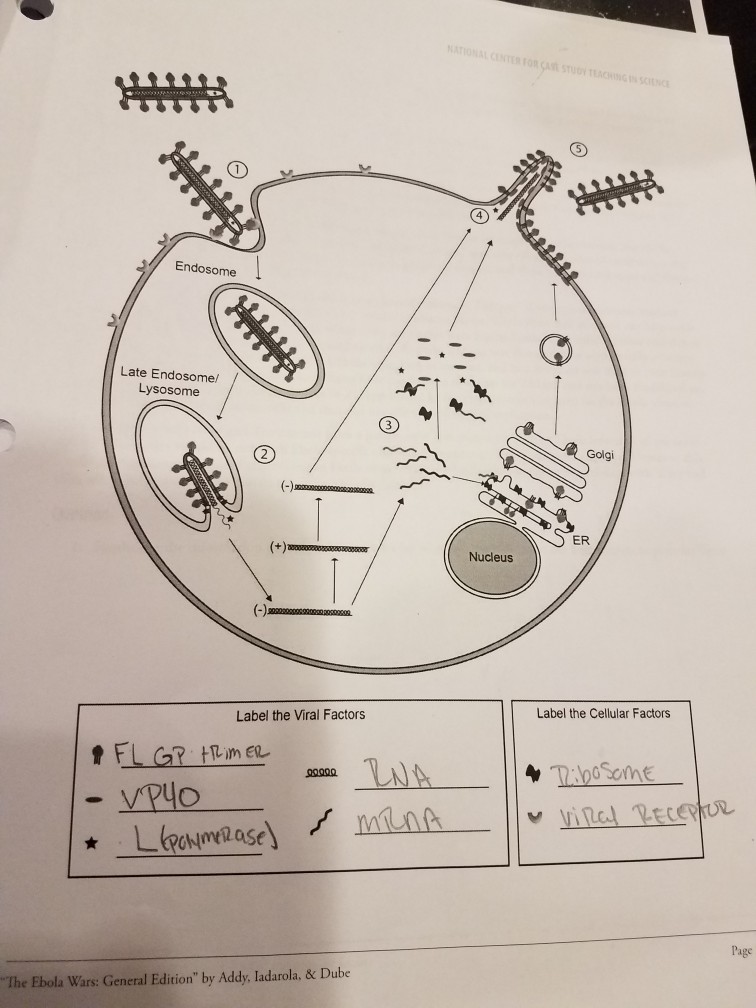 Solved Endosome Late Endosome Lysosome Golgi ER Nucleus | Chegg.com