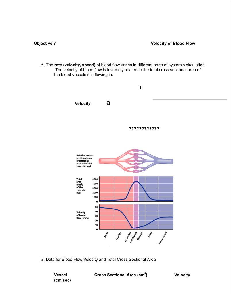 A. The rate (velocity, speed) of blood flow varies in | Chegg.com