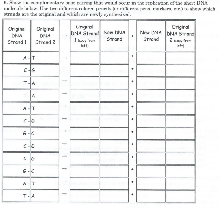 Solved 6. Show the complimentary base pairing that would | Chegg.com