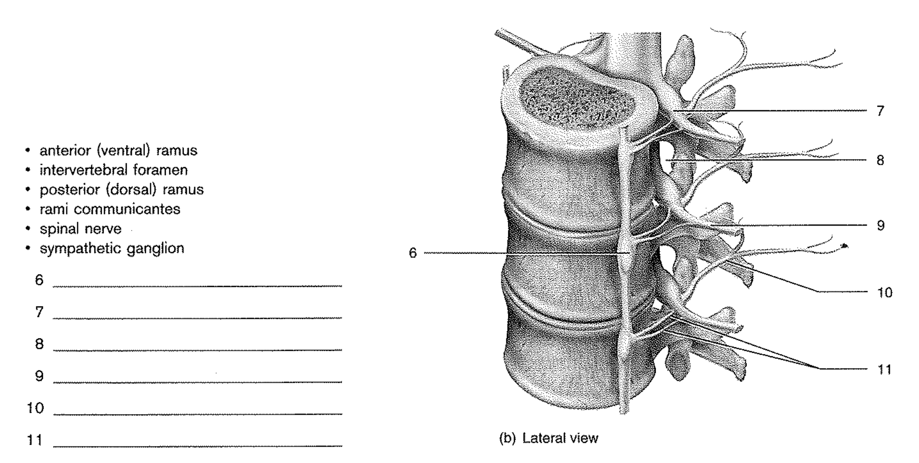 Solved - anterior (ventral) ramus - intervertebral foramen - | Chegg.com