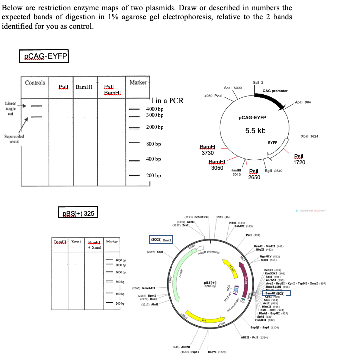 Solved Below are restriction enzyme maps of two plasmids. | Chegg.com