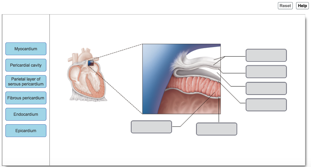 Pericardial Cavity