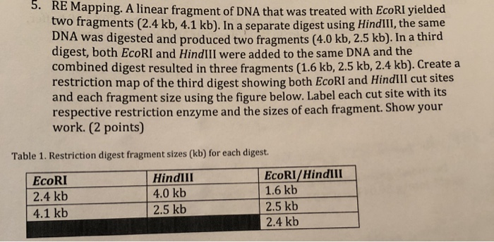 Solved 5. RE Mapping. A linear fragment of DNA that was | Chegg.com