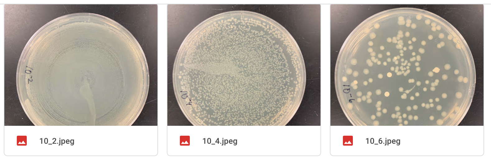Solved Did your Colony Forming Unit numbers make sense | Chegg.com