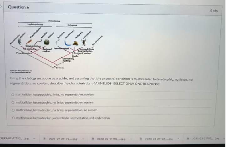 Solved Using the cladogram above as a guide, and assuming | Chegg.com