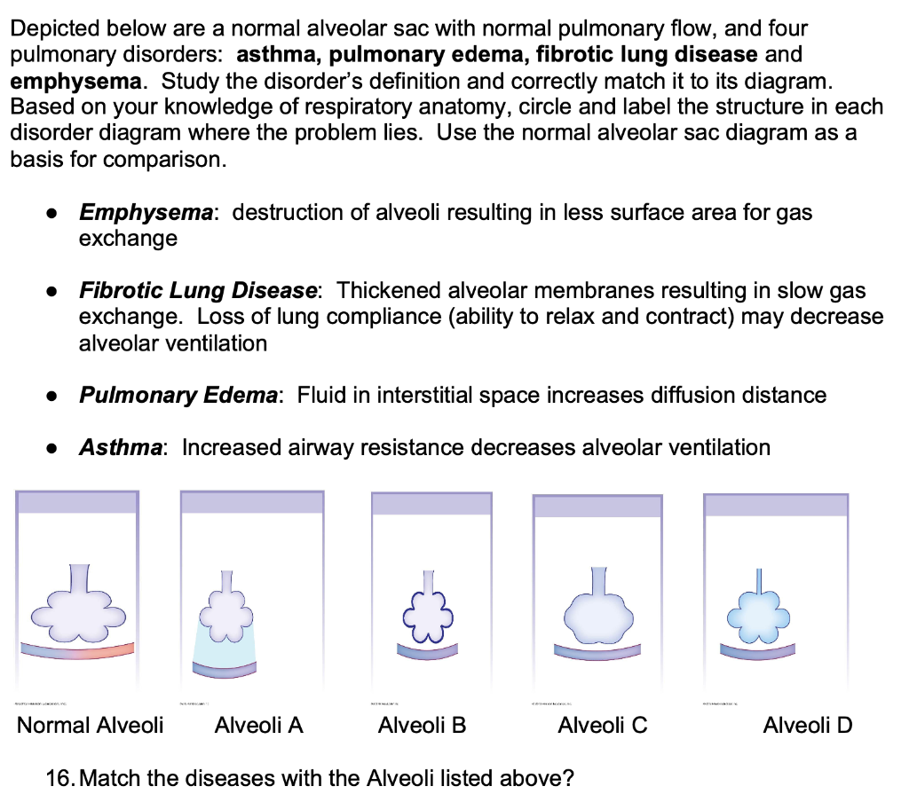 Solved Depicted below are a normal alveolar sac with normal | Chegg.com