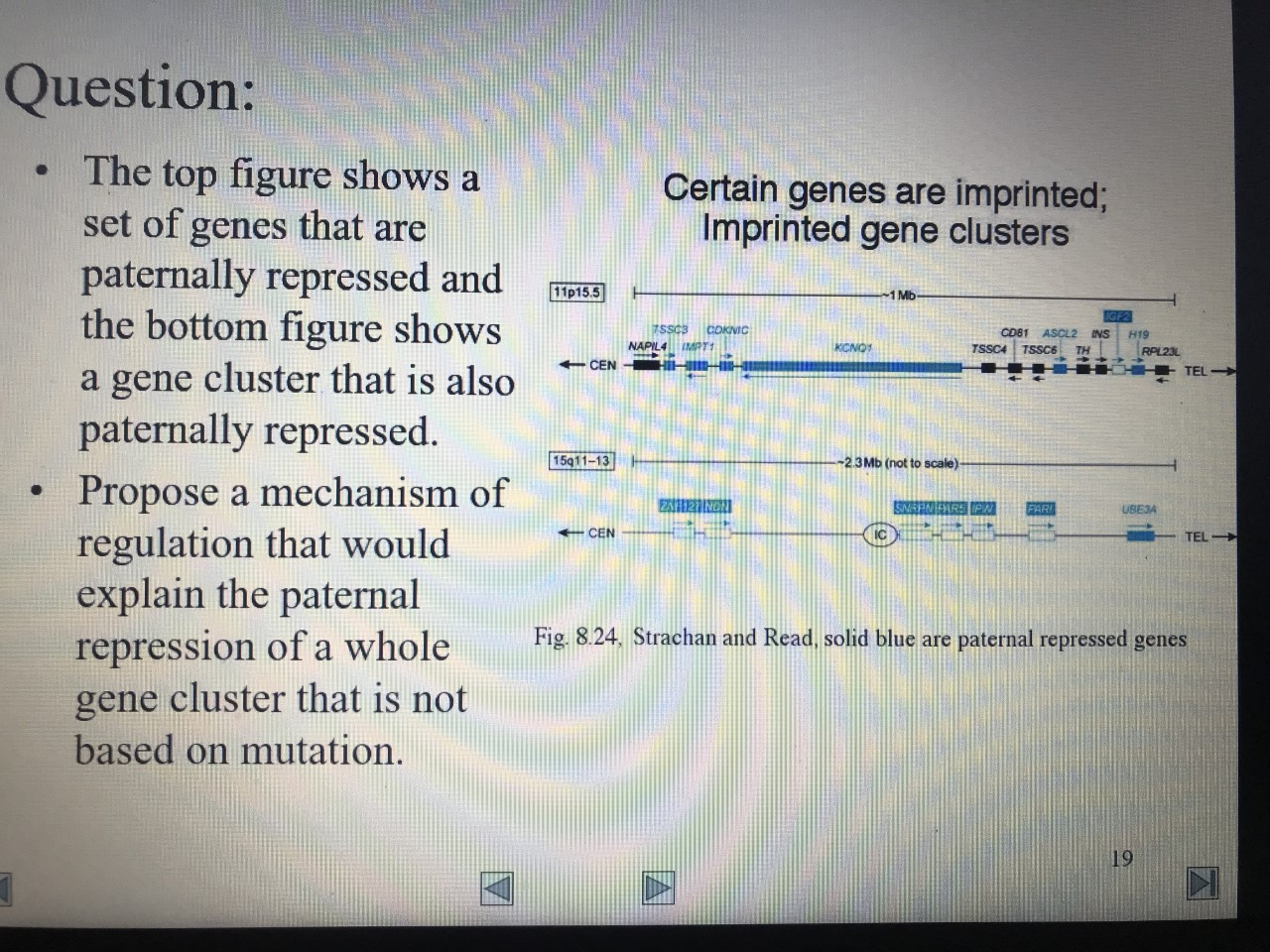 Solved Certain genes are imprinted; Imprinted gene clusters | Chegg.com