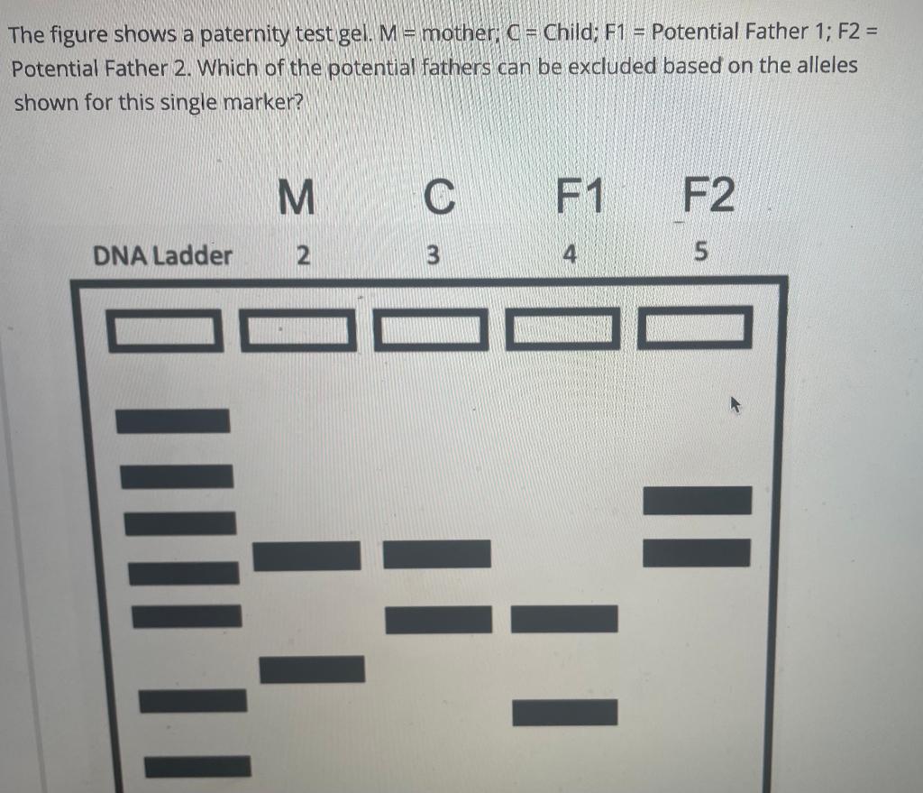 Solved The figure shows a paternity test gel. M = mother: C | Chegg.com